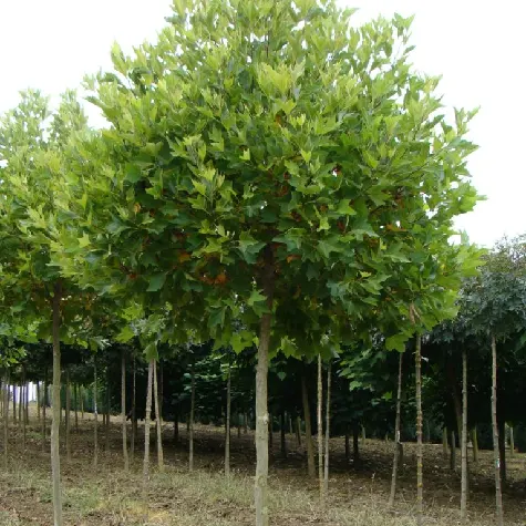 Platan 300+ cm - Magazinul de plante