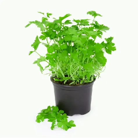 Pătrunjel în ghiveci P19 - Magazinul de plante