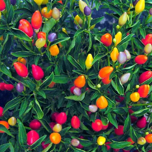 Piper - pepper - (hot) prairie fire - Magazinul de plante